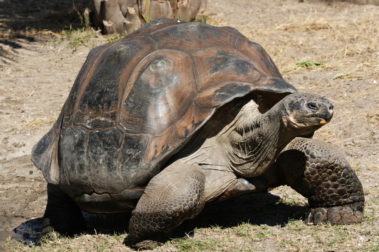 World's Oldest Tortoise Used in Crypto Scam After Fake Death Post Fools ...